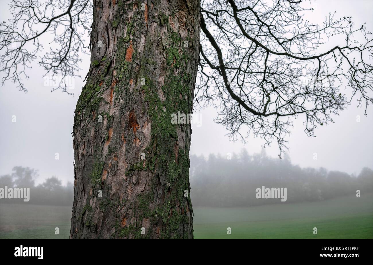 Tree trunk structure hi-res stock photography and images - Alamy