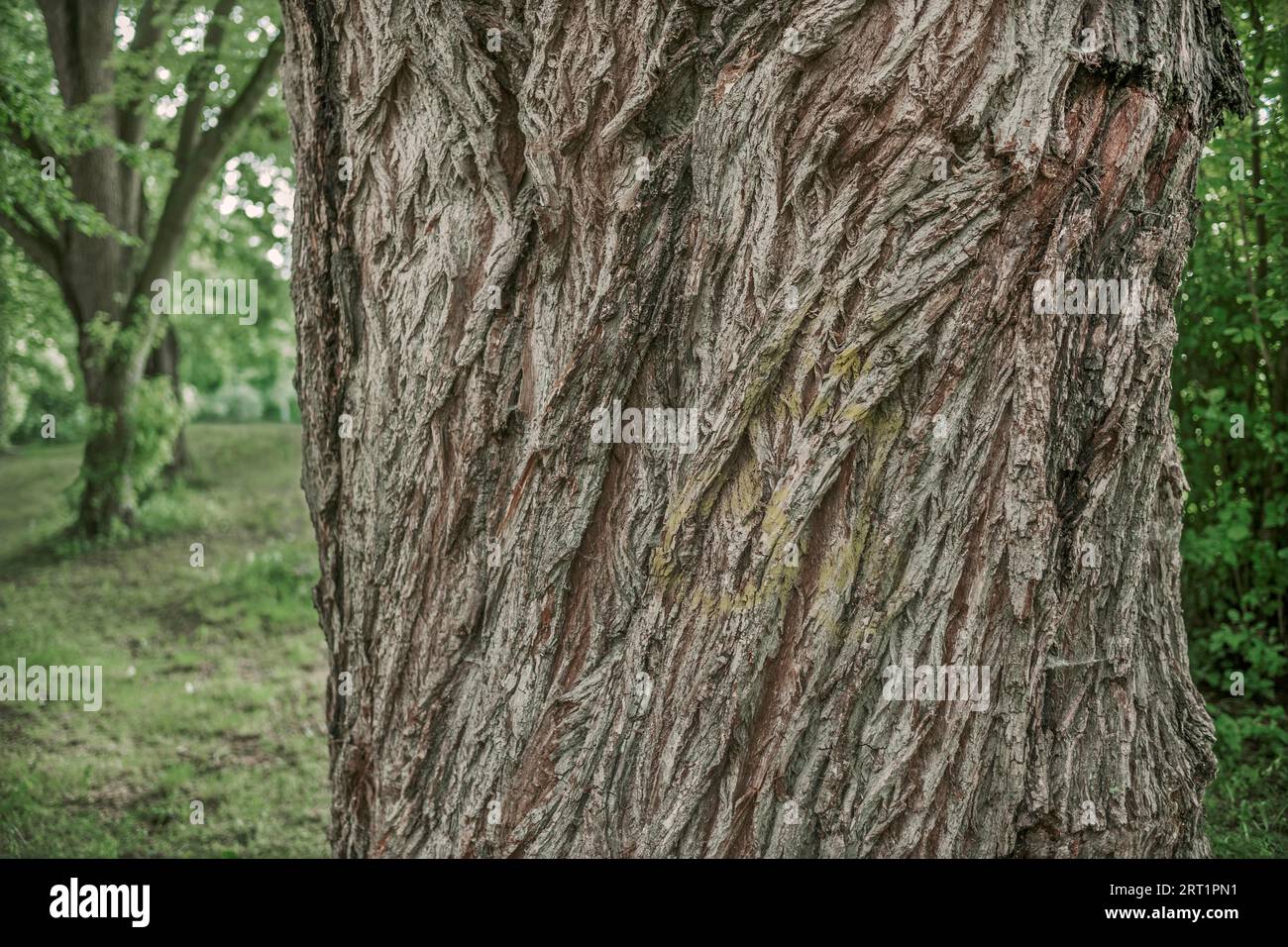 Structure of tree bark hi-res stock photography and images - Alamy