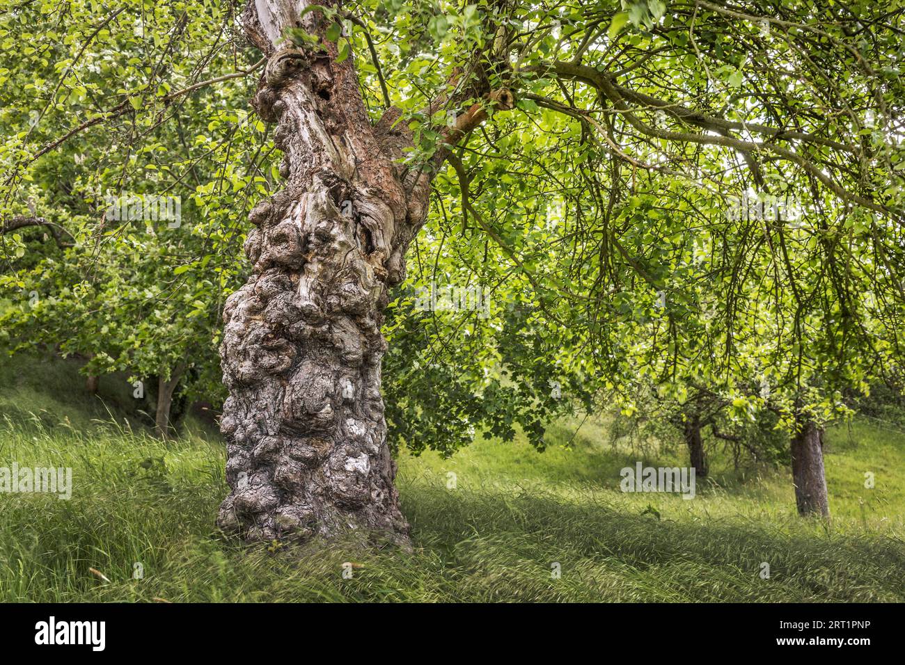 Old tree pattern hi-res stock photography and images - Alamy