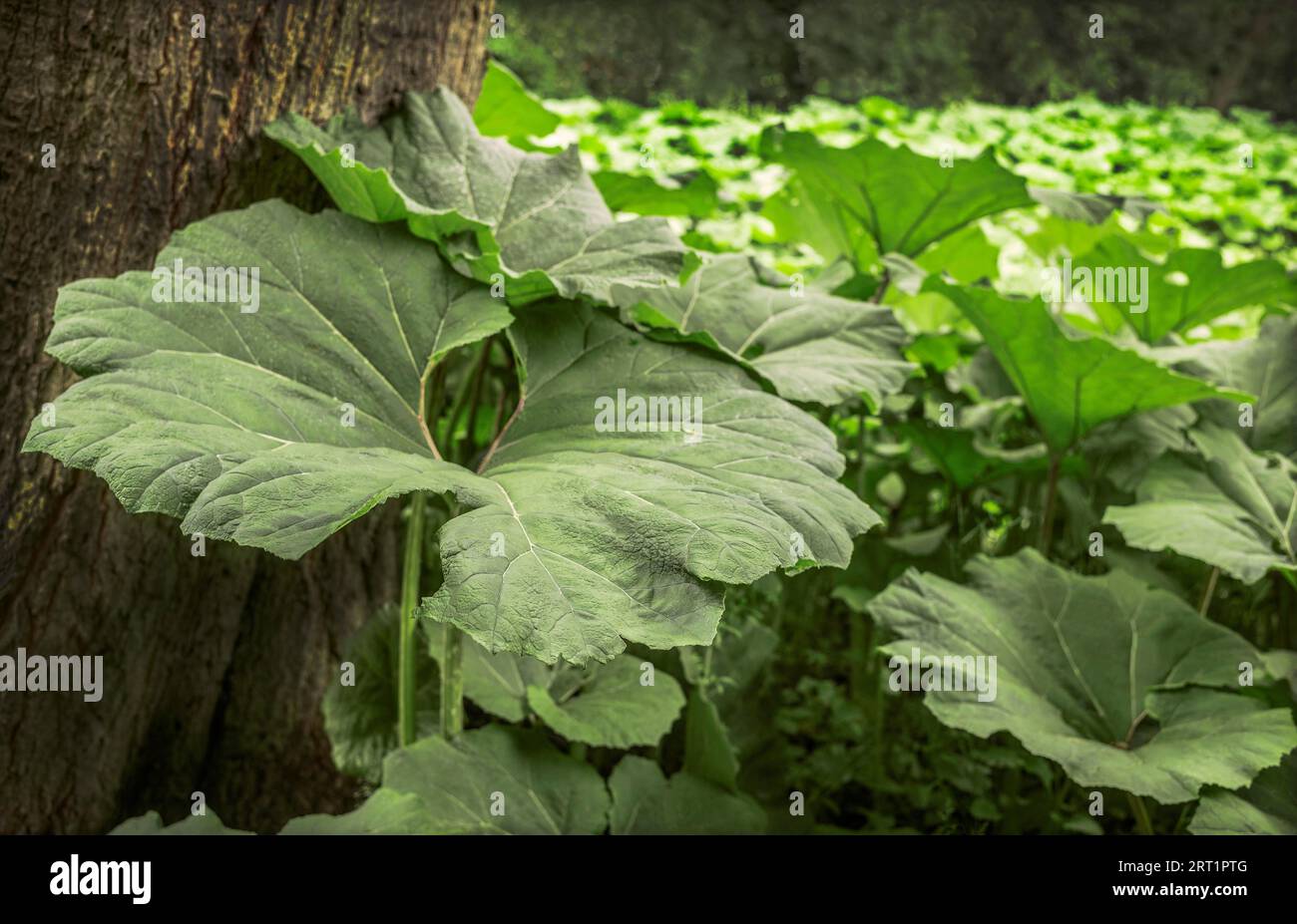 Mammoth tree hi-res stock photography and images - Alamy