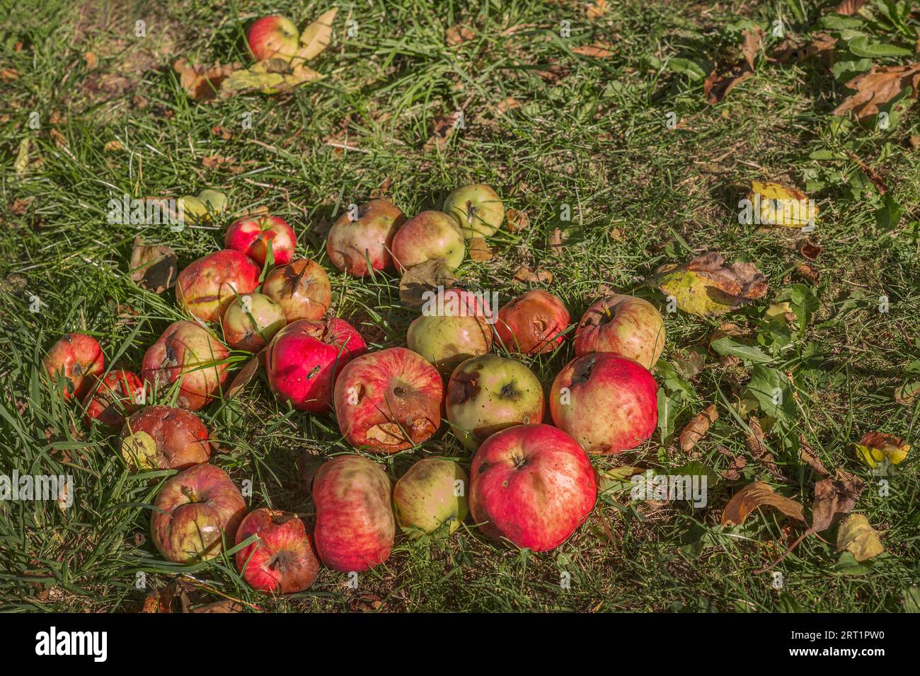 Still life photography fallen hi-res stock photography and images - Alamy