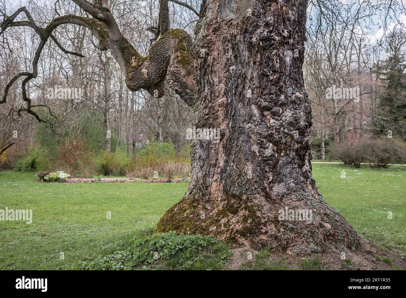 Tree park trunk branch hi-res stock photography and images - Alamy