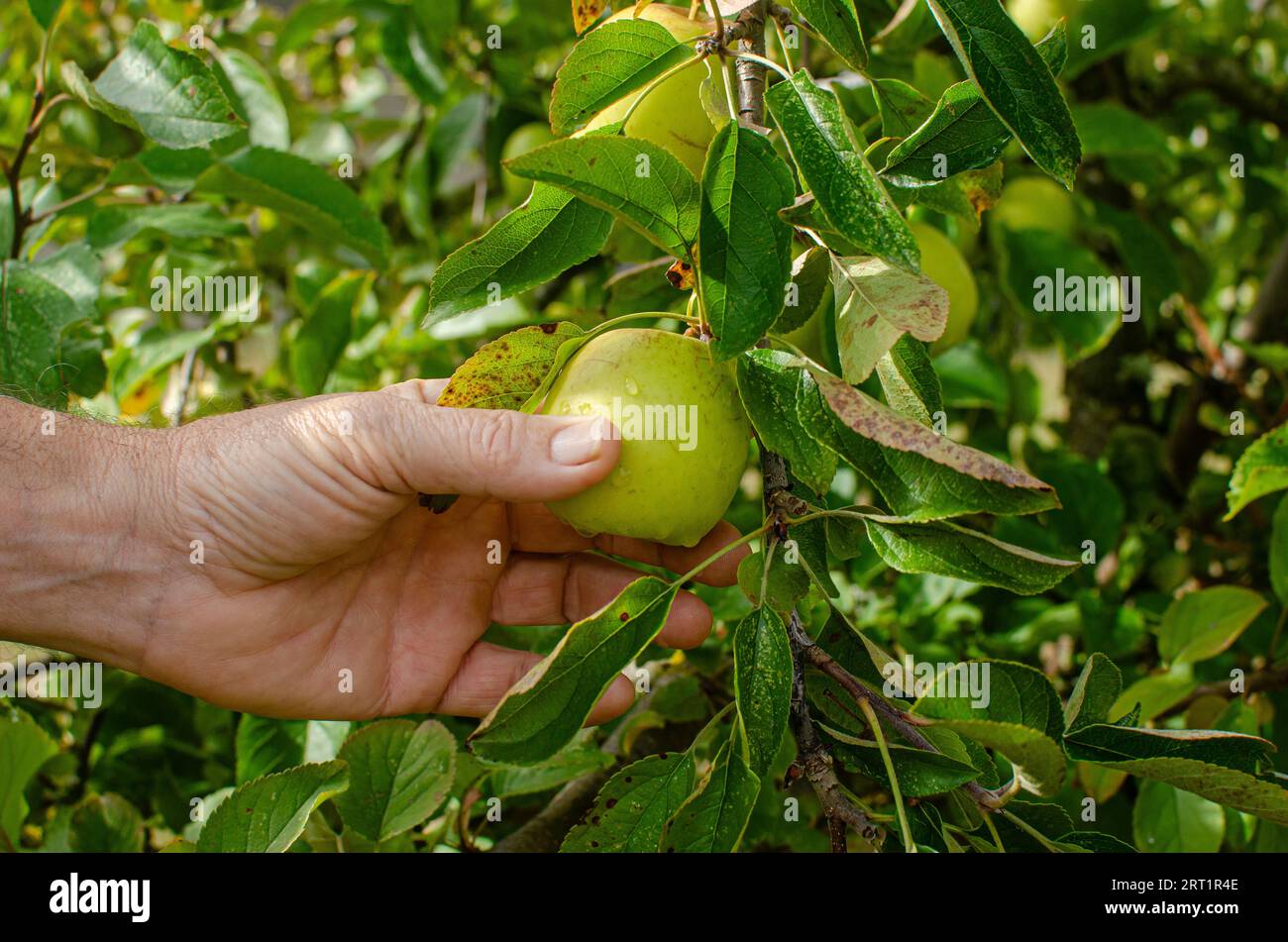 Picking an apple from a tree hi-res stock photography and images - Alamy