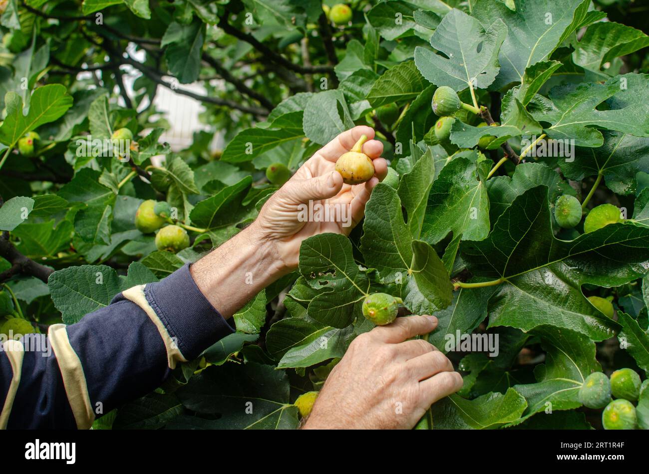 Man's hand collecting a fig from a tree Stock Photo - Alamy