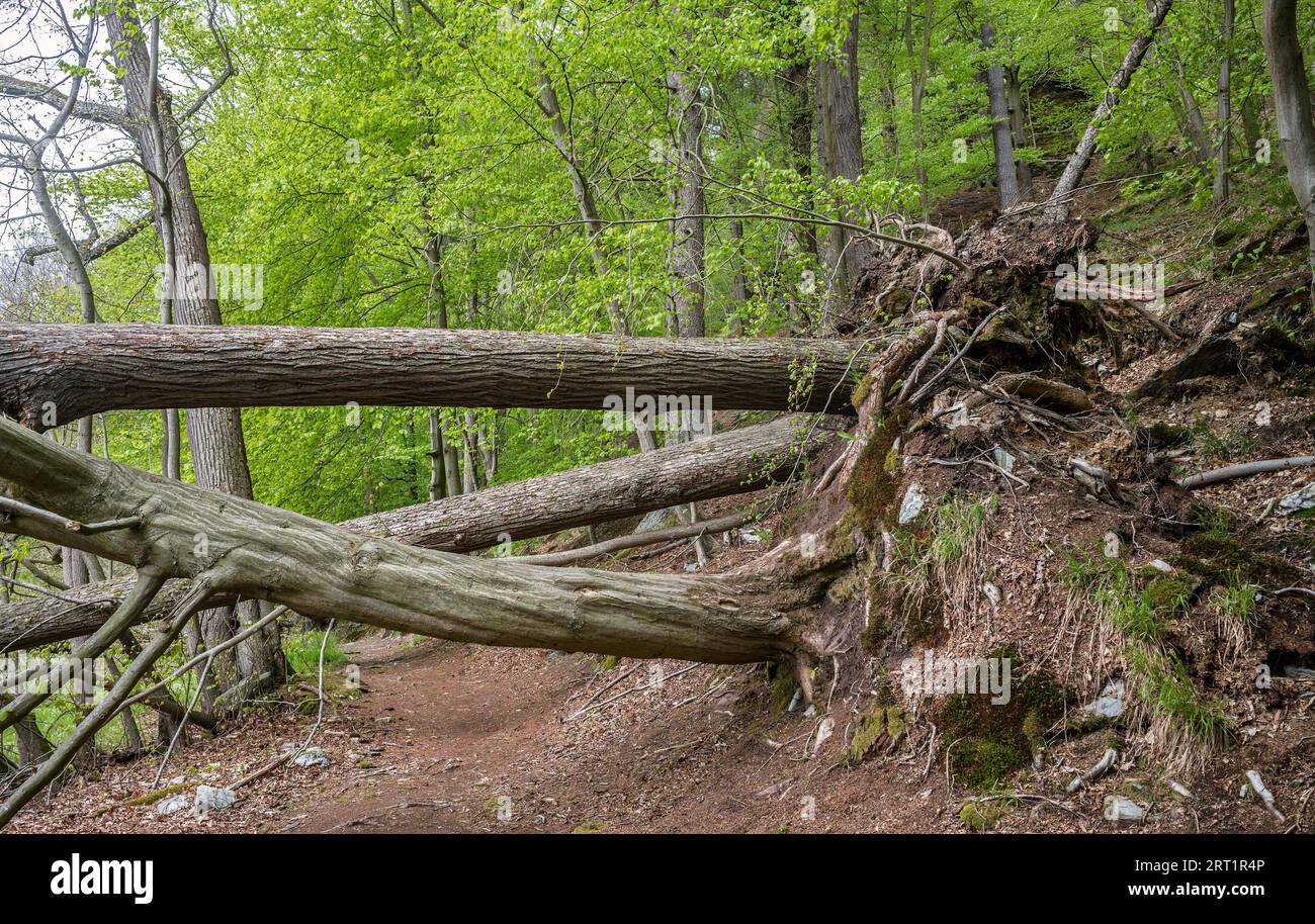 The forest path is blocked Stock Photo - Alamy