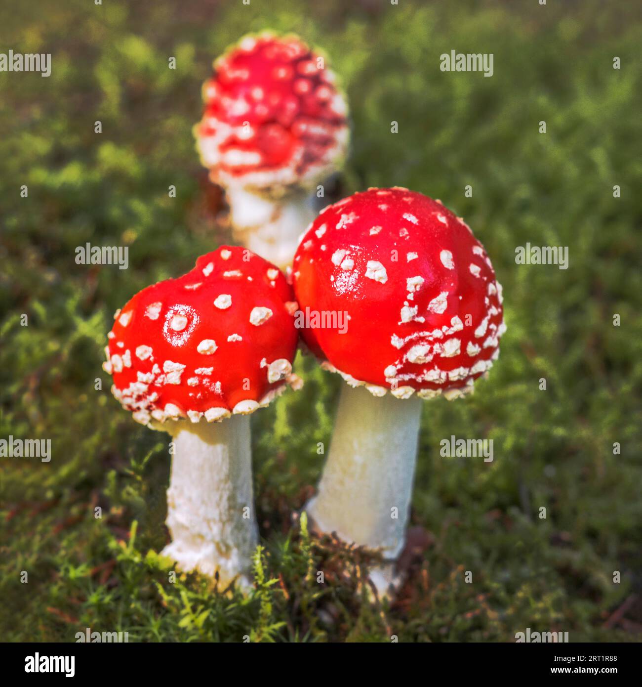 Triplets hi-res stock photography and images - Alamy