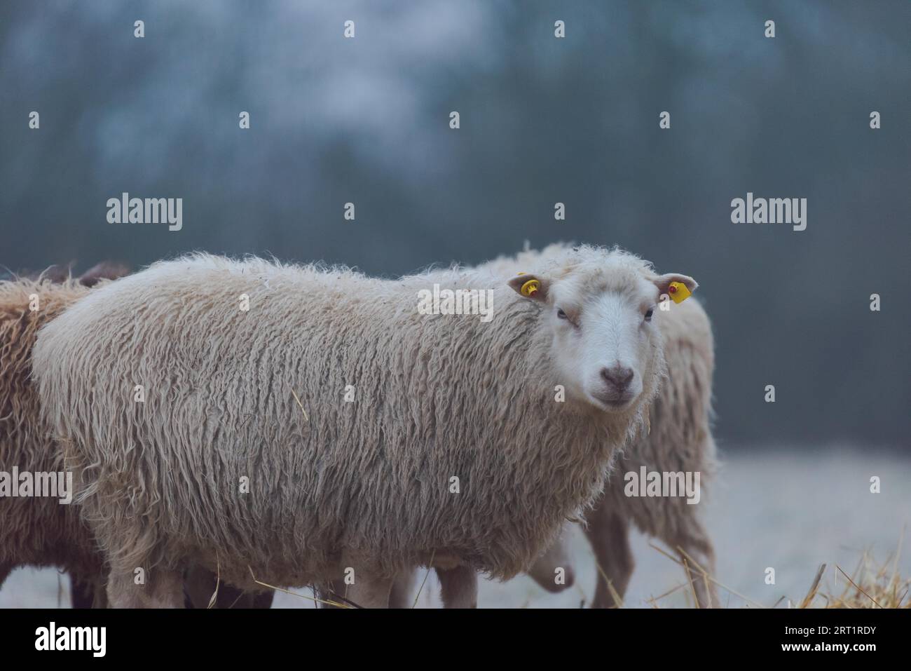Flock of sheep standing outside on range in winter Stock Photo - Alamy