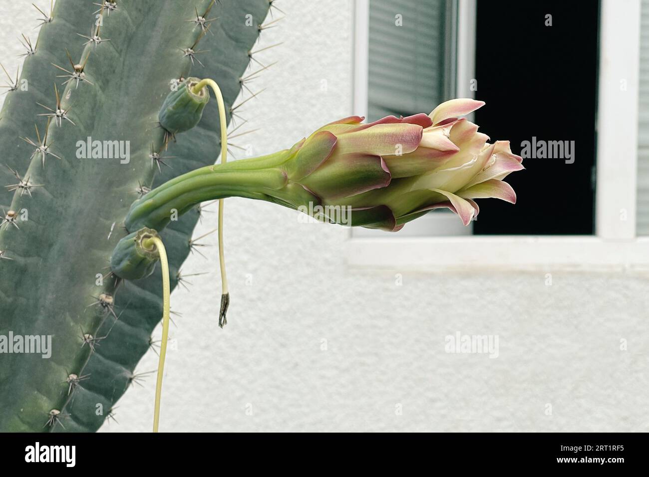 Beautiful Peruvian Apple Cactus Cereus on white authentic background ...