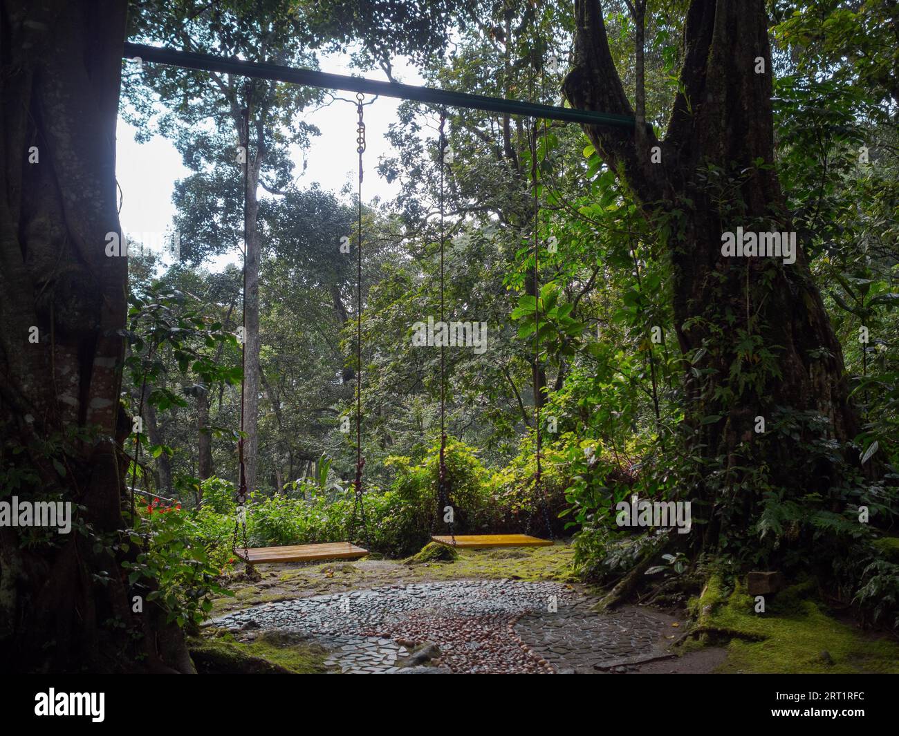 Wooden swings between trees in rainforest in Hotel resort in Munnar ...