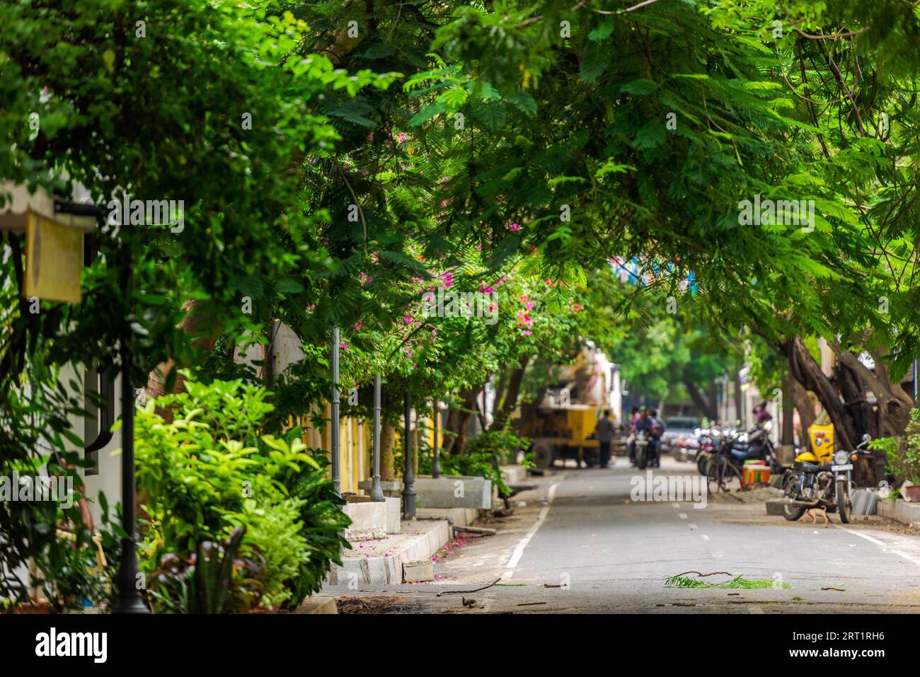 Standing in the middle of a road with beautiful big alley trees in ...