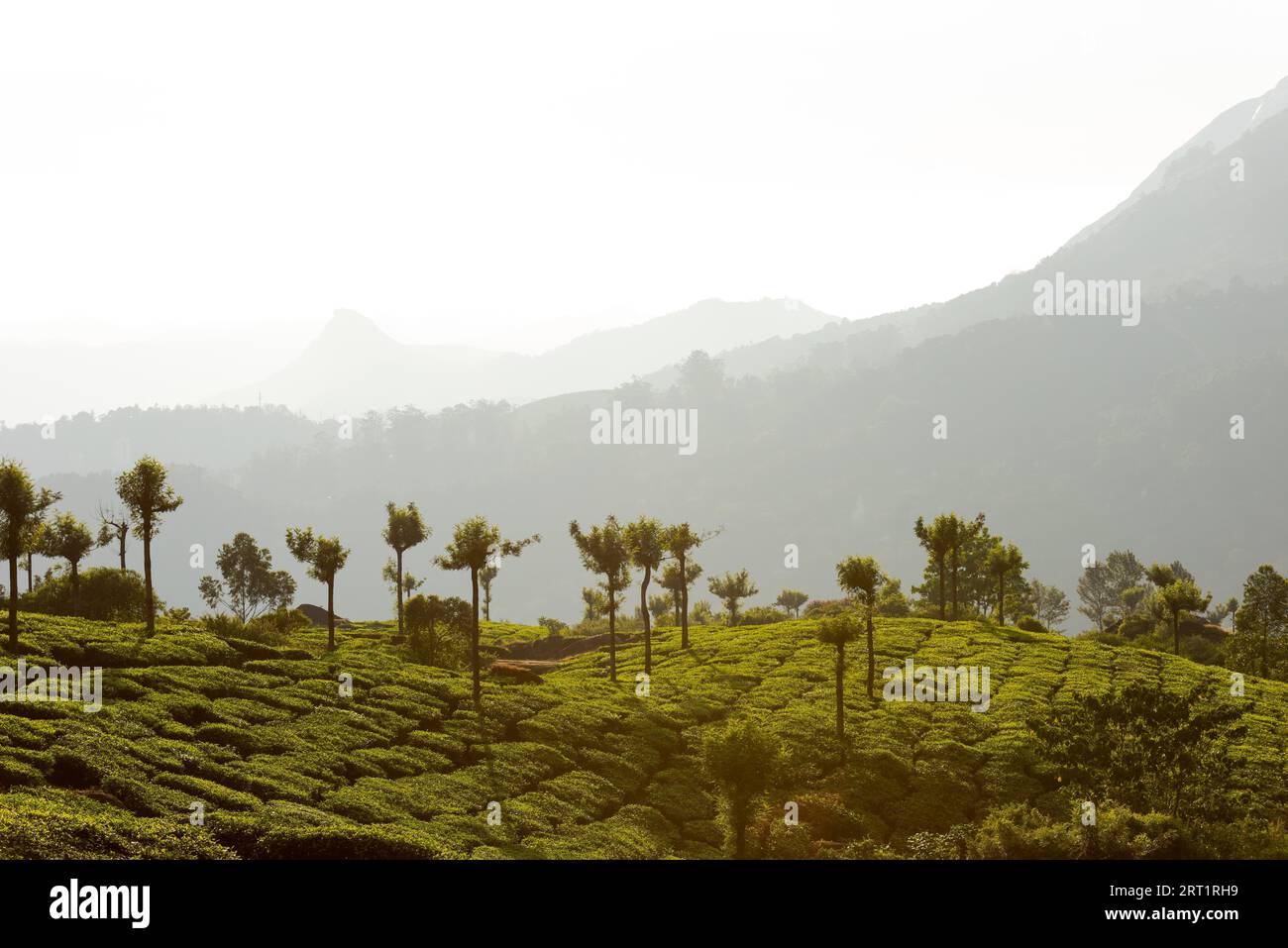 Scenic view over tea plantation near Munnar in Kerala, South India on ...