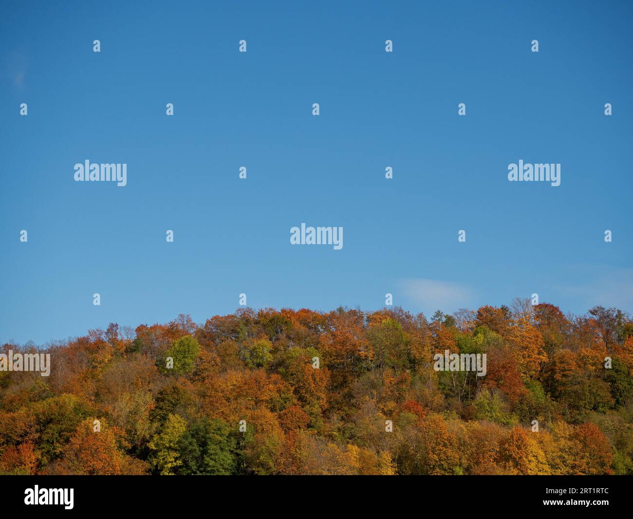Colourful line of trees in October und large blue sky Stock Photo - Alamy