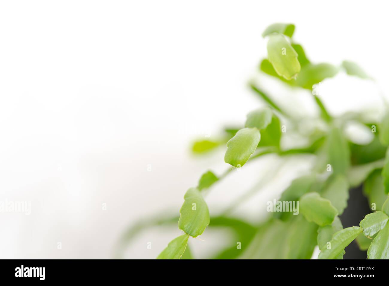 Section of green cactus in black pot against white blurred background ...
