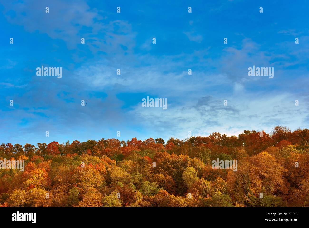 Line of beautifully multicolored autumn tree foliage in October with ...