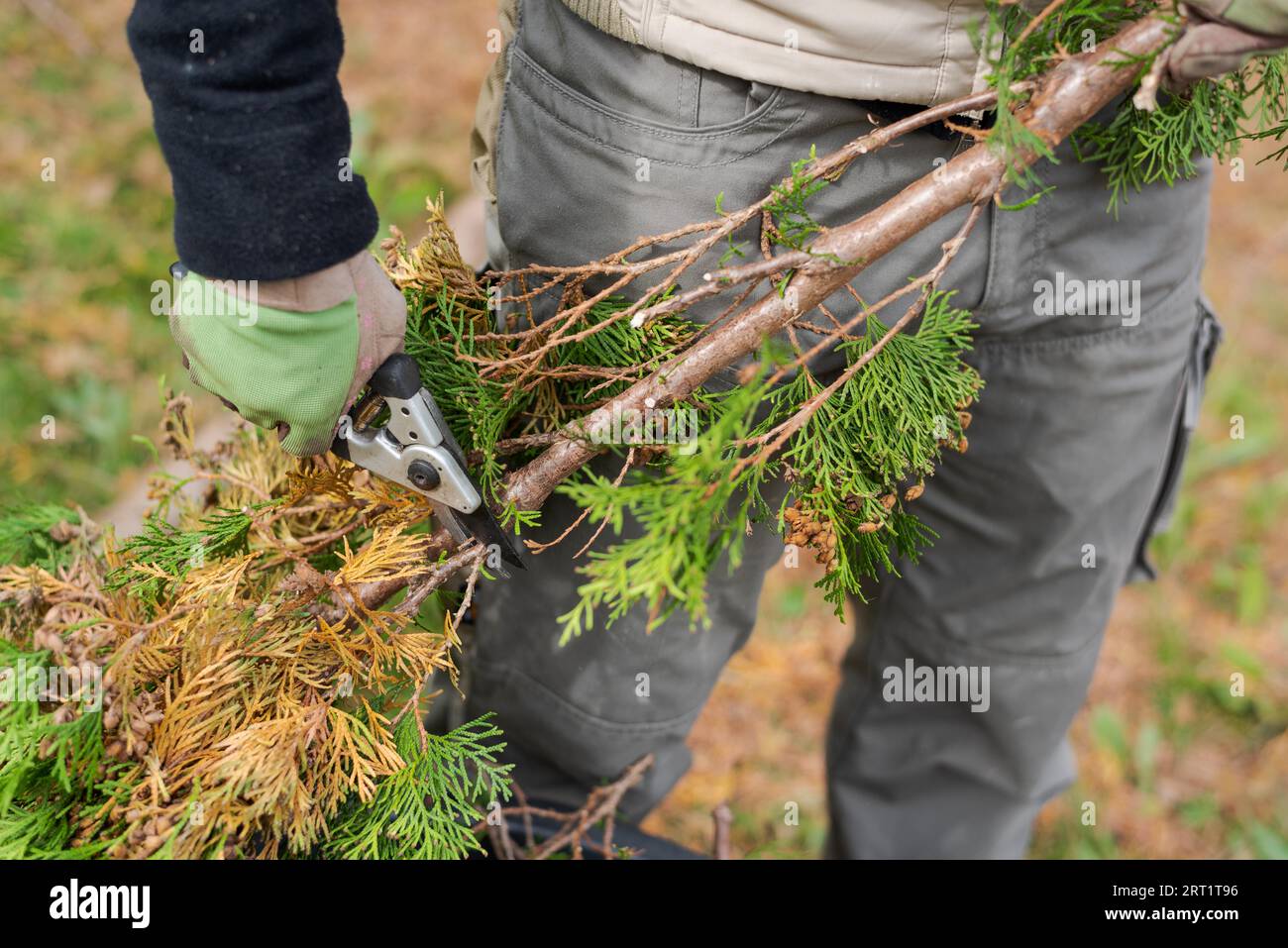 Garden work, human hands with working gloves cutting off twigs from ...