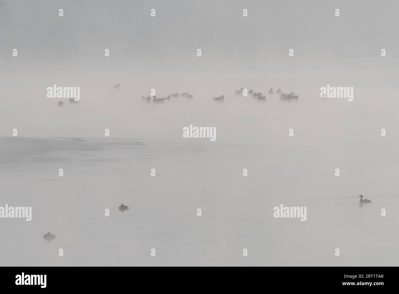Group of water birds swimming on Danube river in early winter morning ...