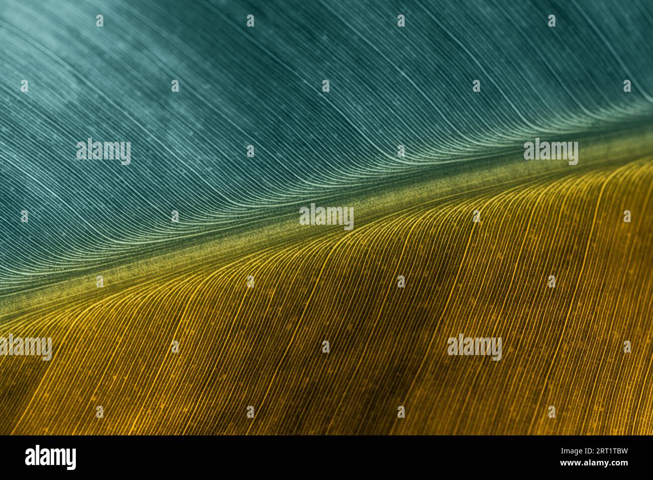 Abstract bicolor background graphic art with trendcolors tidewater ...