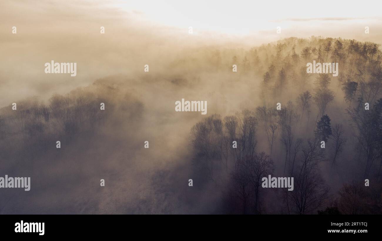 Drone looking down on thick atmospheric fog between trees of forest in ...