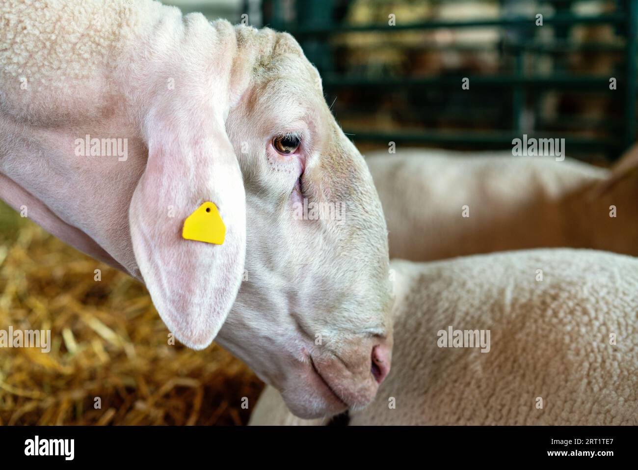 Side view photo of white sheep with a chip on its ear, digital database ...