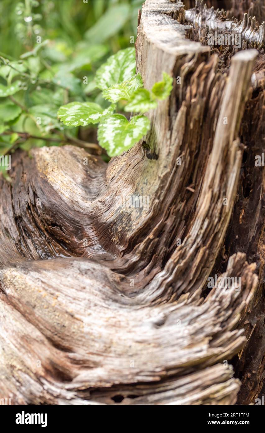 Structure wood grain texture hi-res stock photography and images - Alamy
