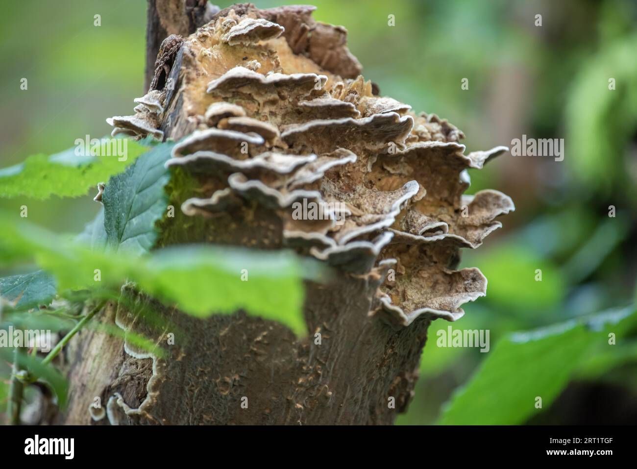 Dead of wood hi-res stock photography and images - Alamy