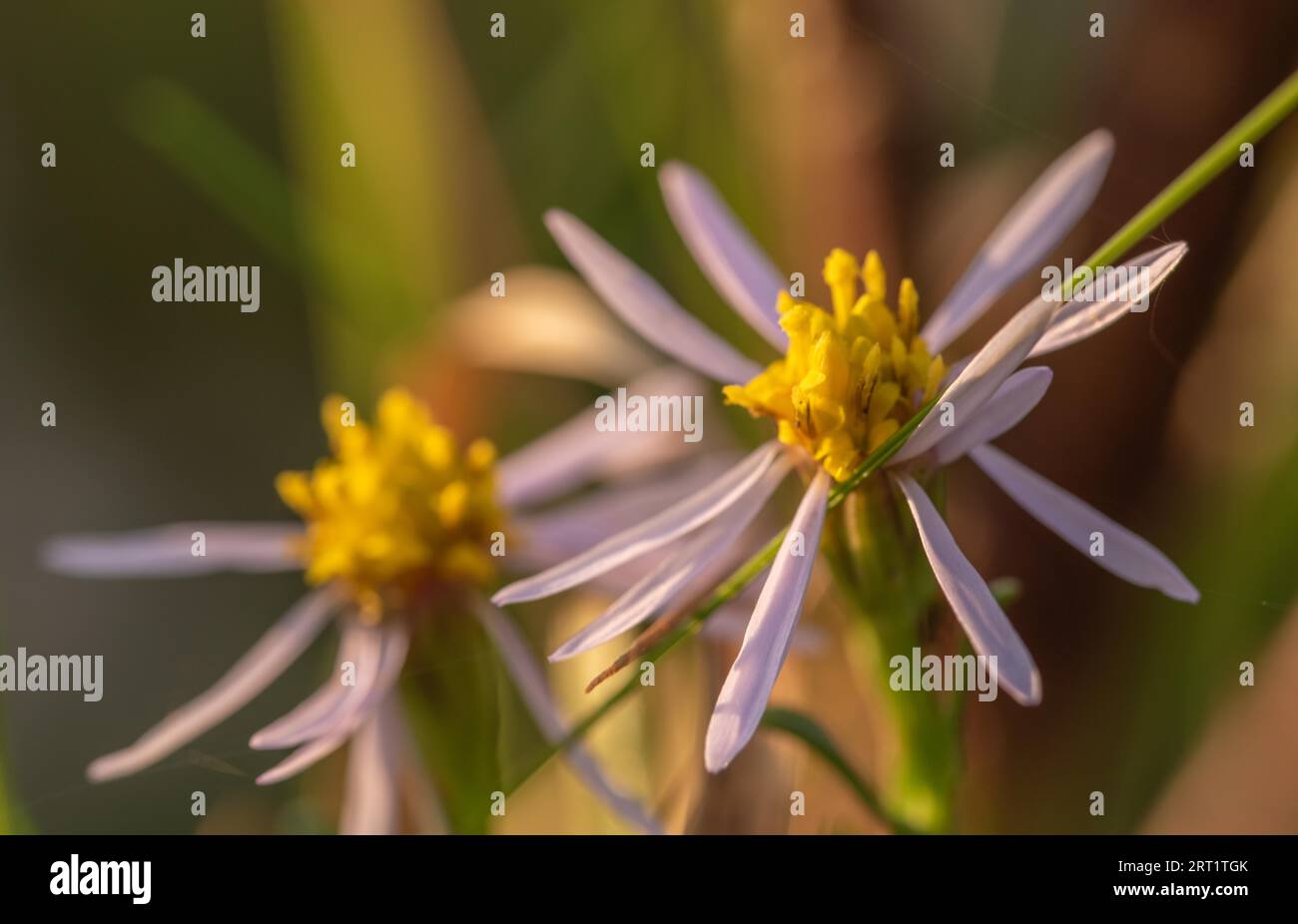 Beach aster in its prime Stock Photo - Alamy