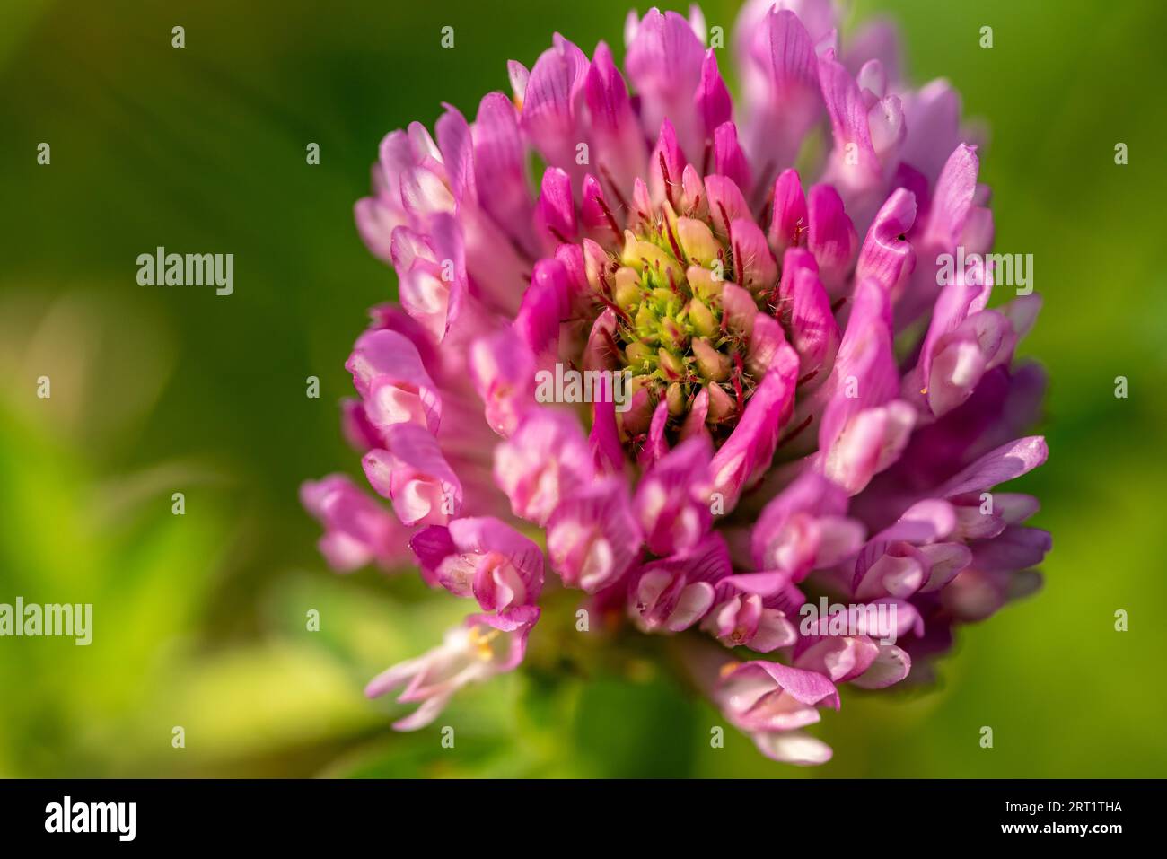 Red flowering meadow clover hi-res stock photography and images - Alamy