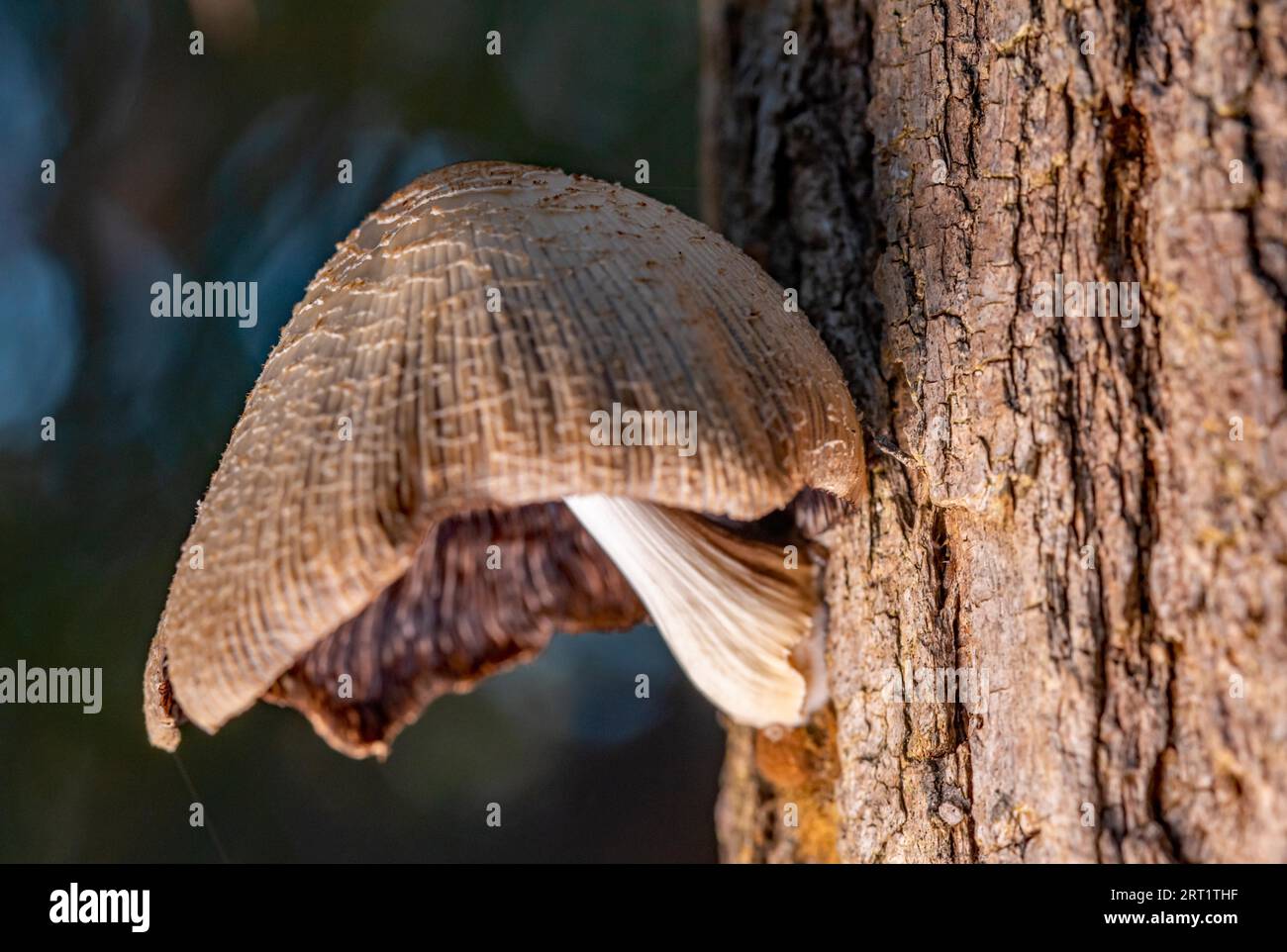 Pink-leaved helminth on a tree stump Stock Photo - Alamy