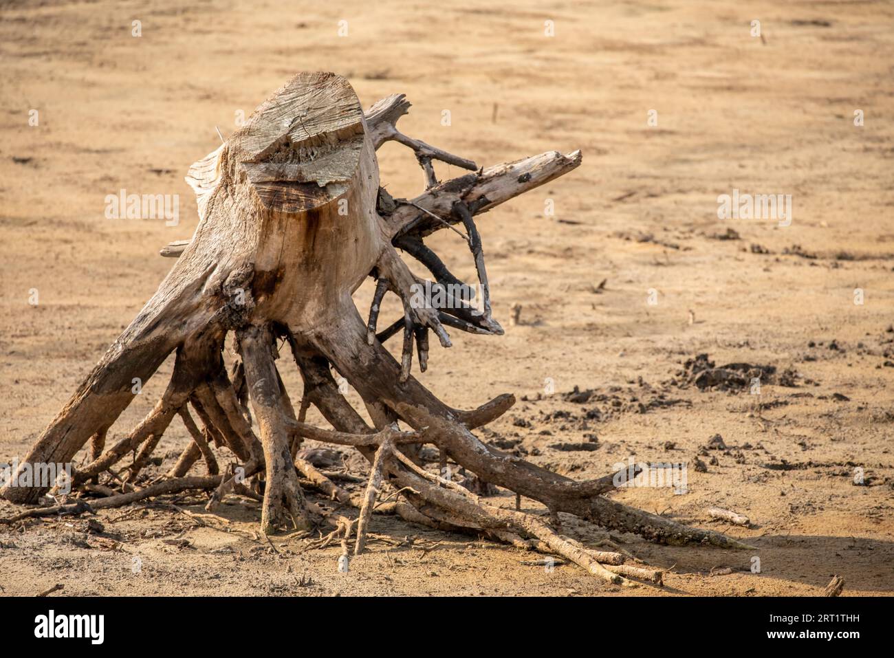 Tree stump on the bank of a dry pond Stock Photo - Alamy