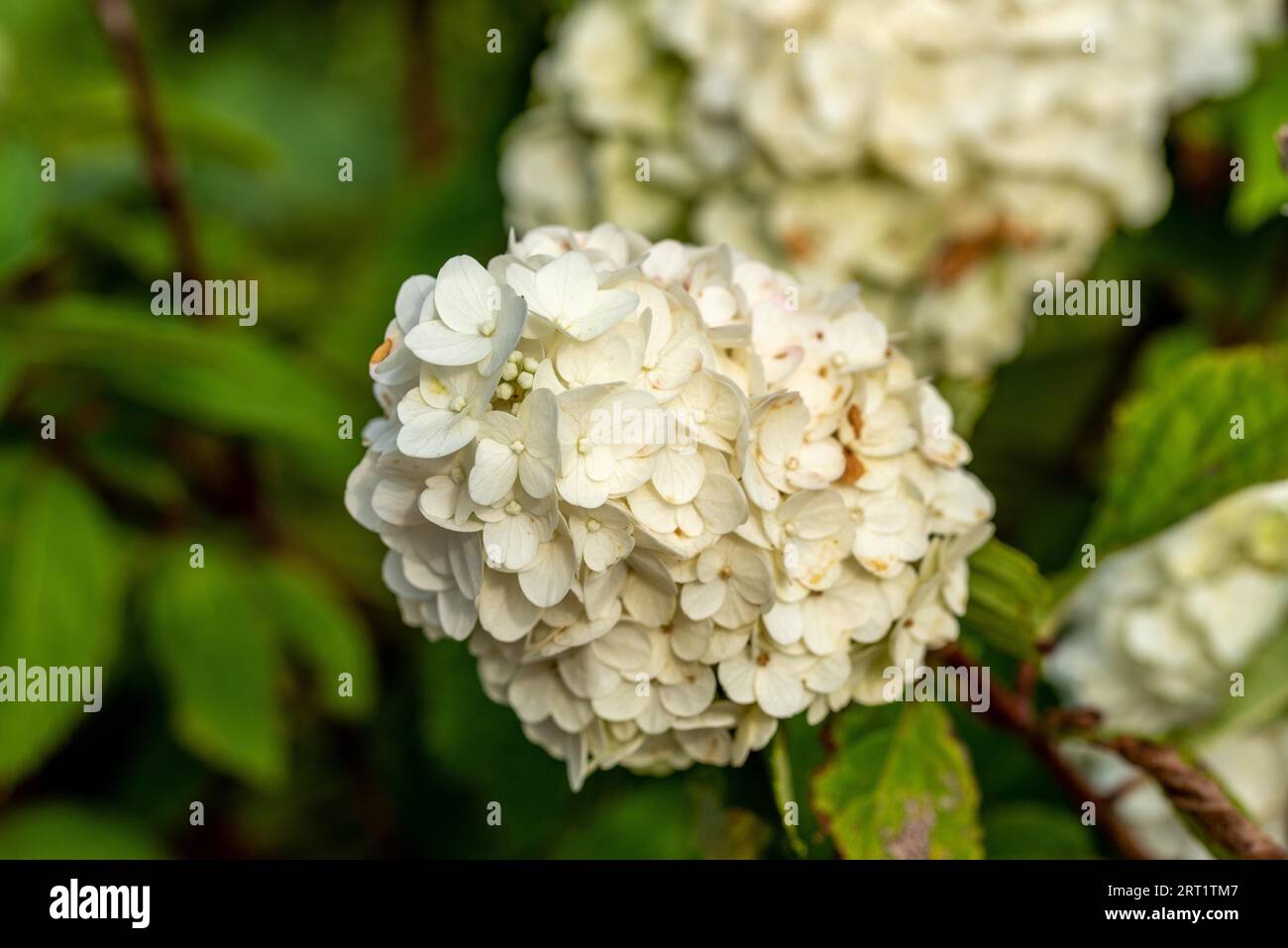 White Ball Hydrangea Annabelle in Summer Stock Photo - Alamy