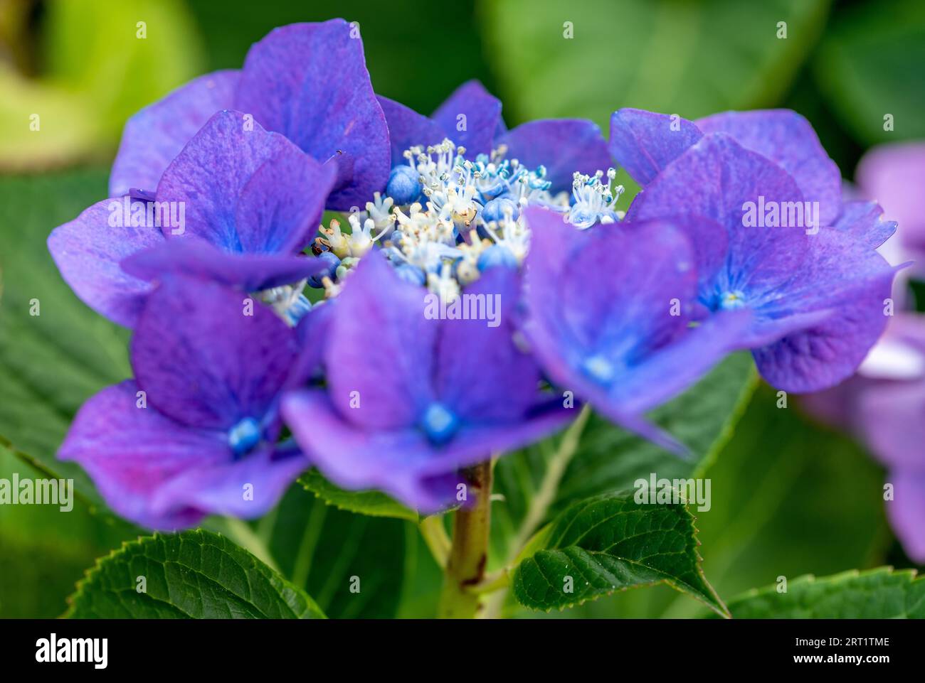 Full bloom hydrangea hi-res stock photography and images - Alamy