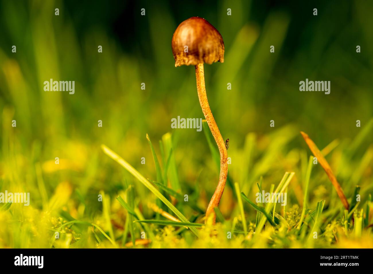 Glabrous surface hi-res stock photography and images - Alamy