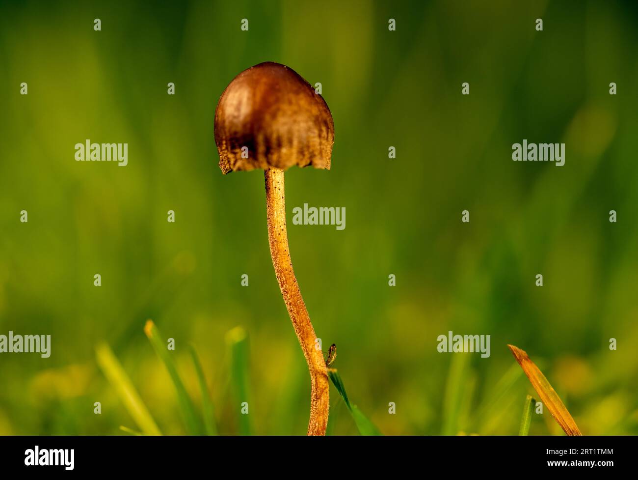 Glabrous surface hi-res stock photography and images - Alamy