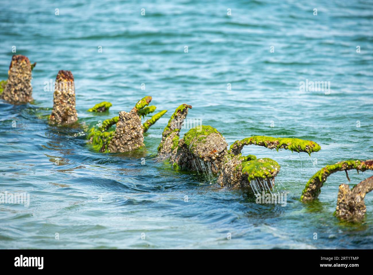 Old steel groyne in the North Sea Stock Photo - Alamy
