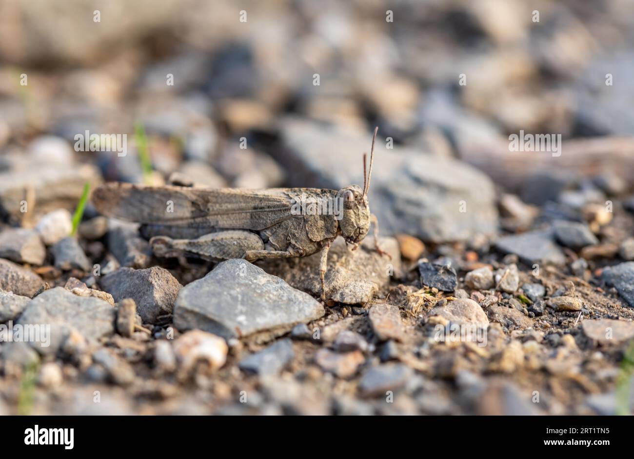 Field locust hi-res stock photography and images - Alamy