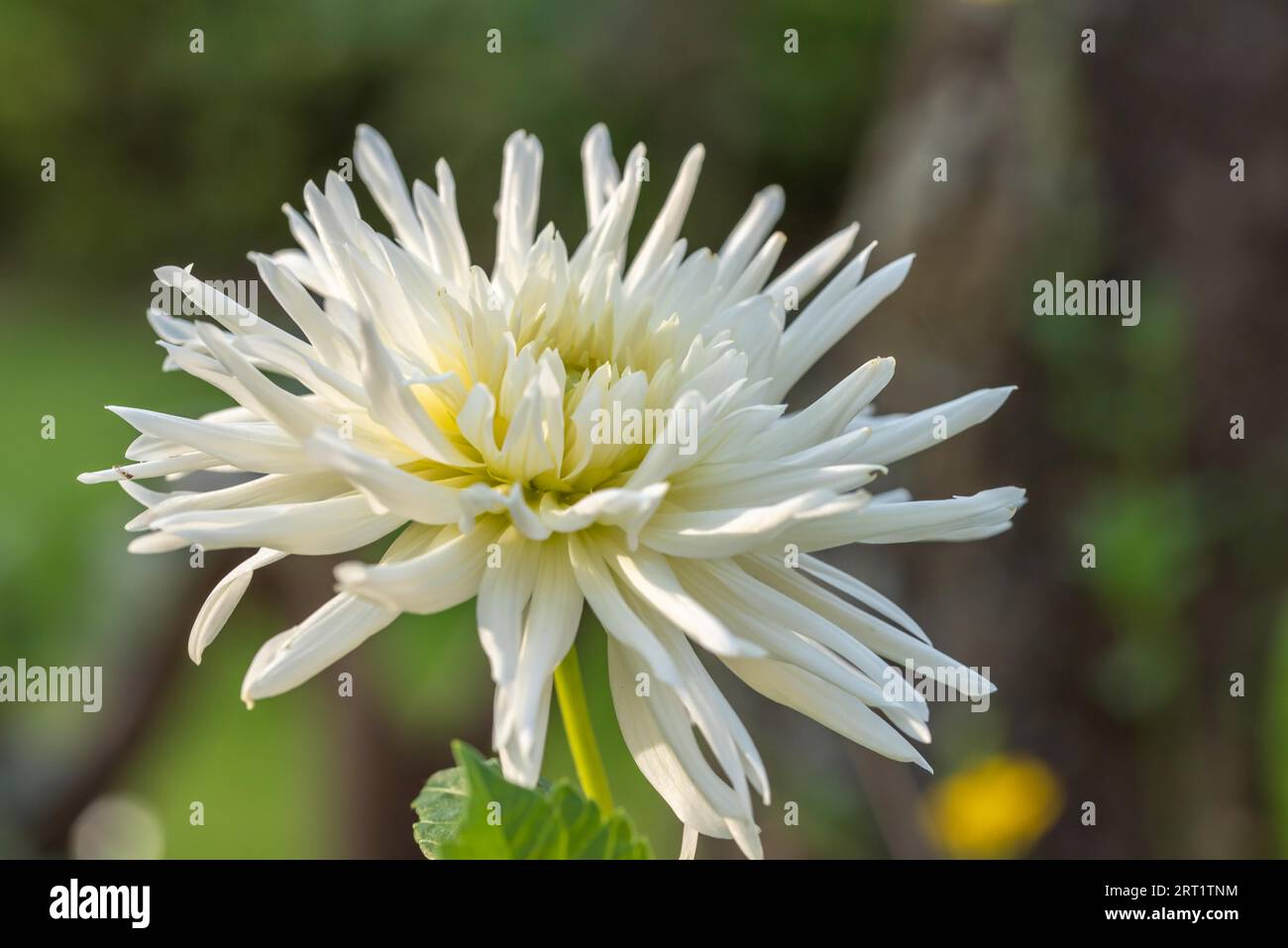 White aster hi-res stock photography and images - Alamy