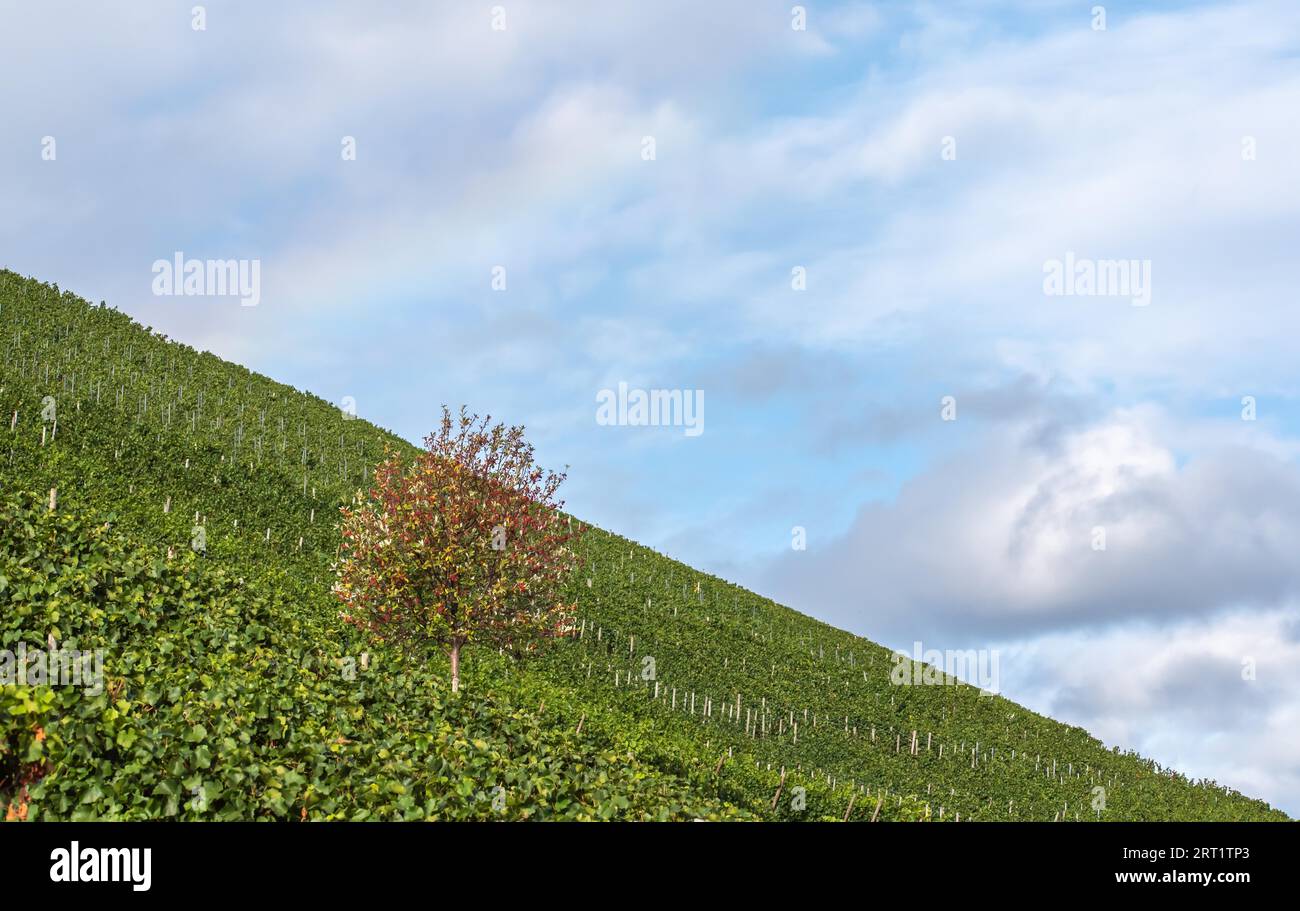 Deciduous tree in the vineyard Stock Photo - Alamy