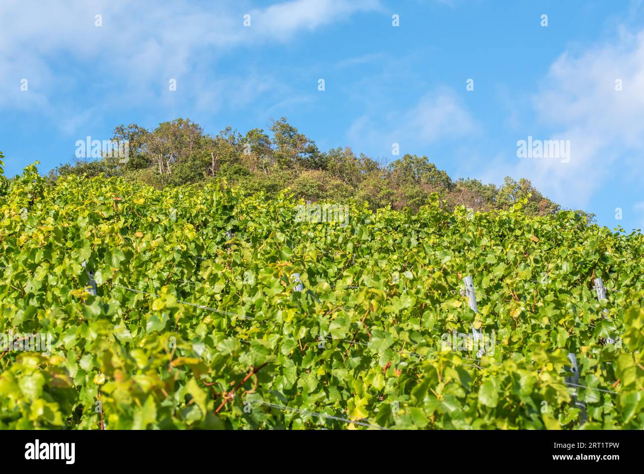 Vine crop in vineyard hi-res stock photography and images - Alamy