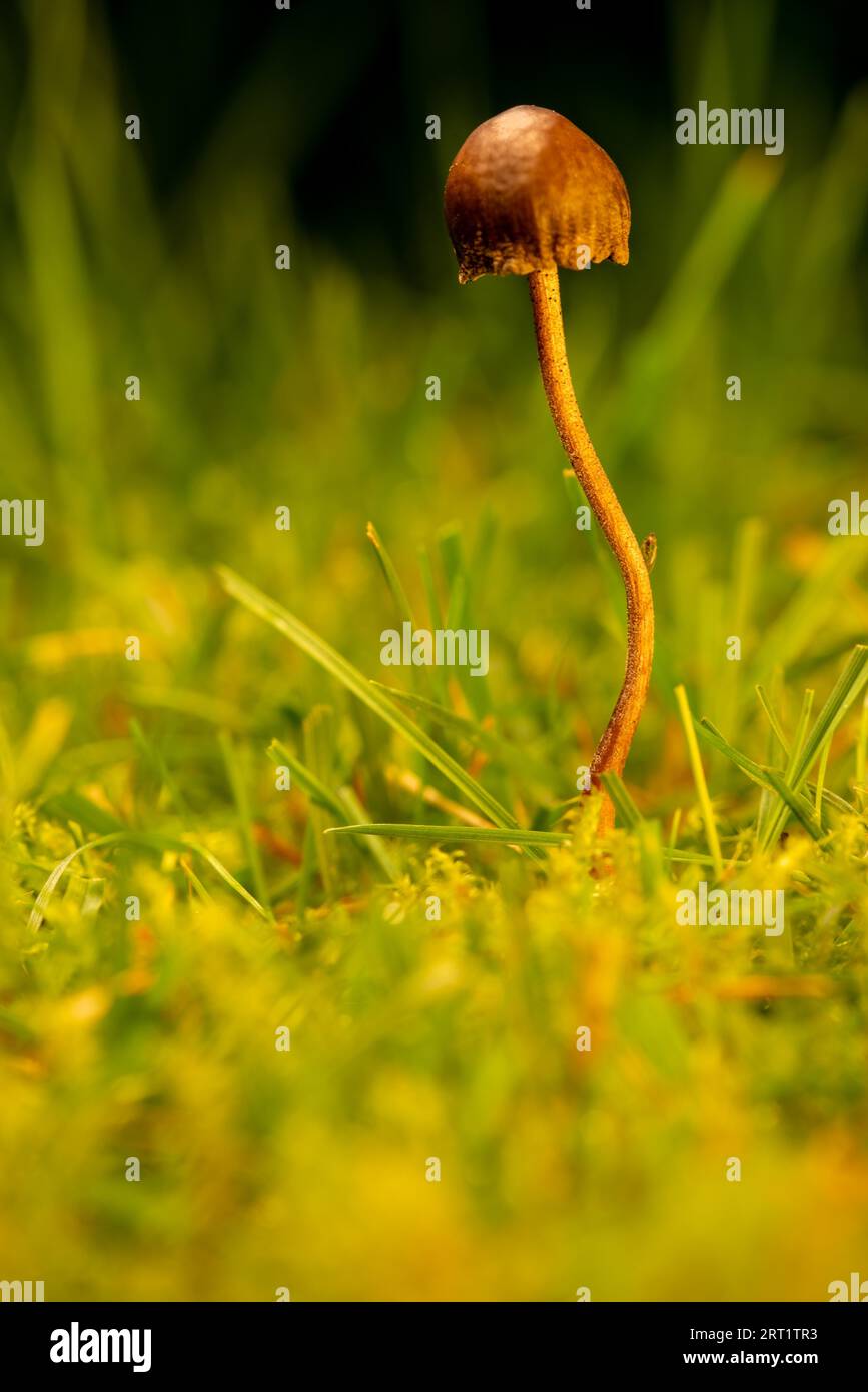 Glabrous surface hi-res stock photography and images - Alamy
