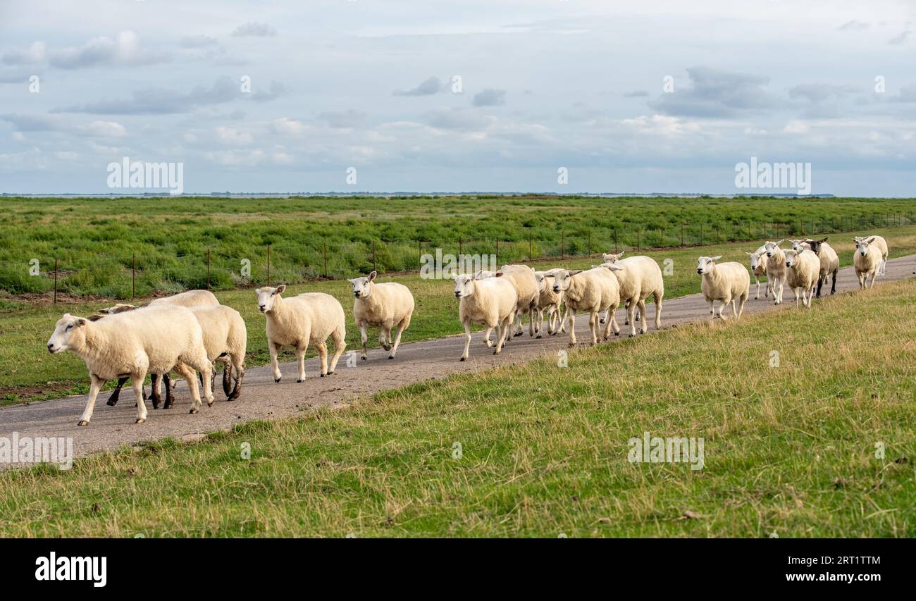 Formation sheep hi-res stock photography and images - Alamy