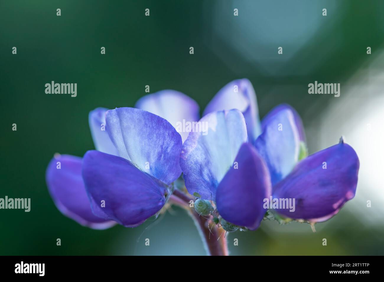Lupine aphids hi-res stock photography and images - Alamy
