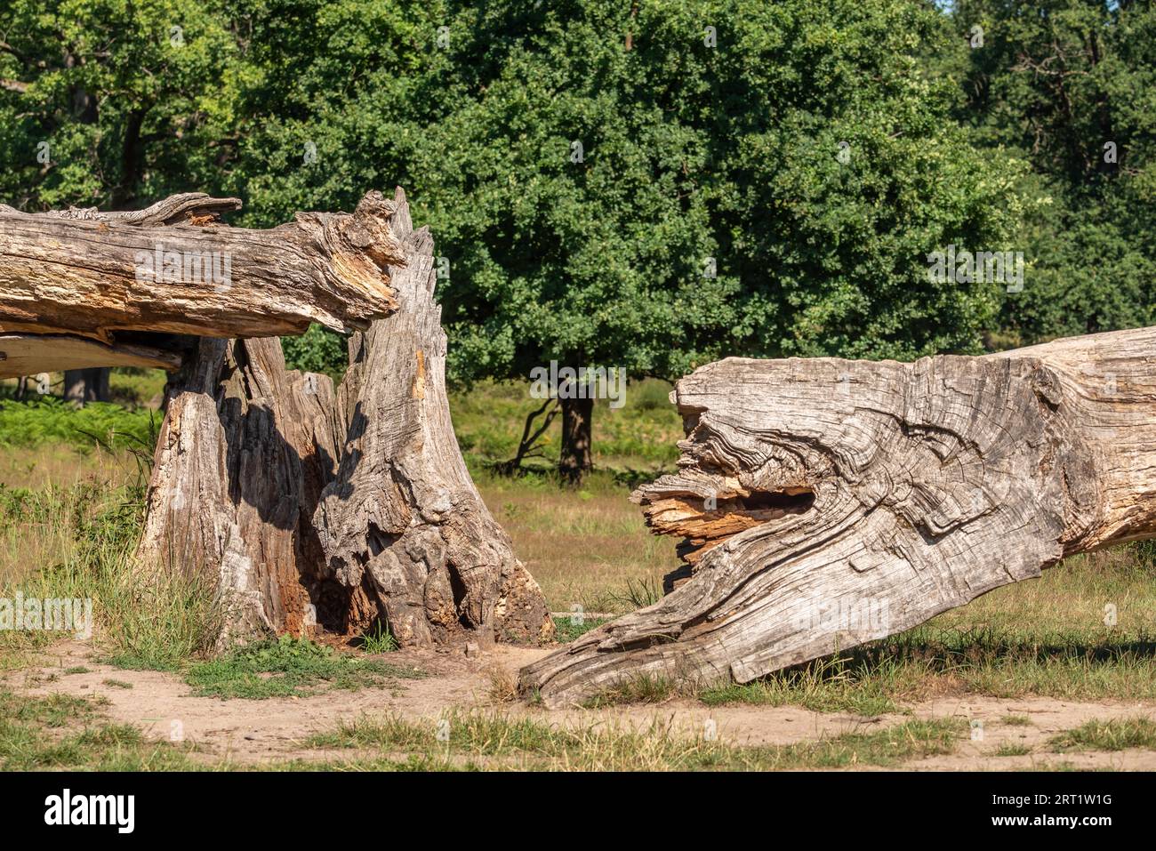 Broken old oak Stock Photo - Alamy