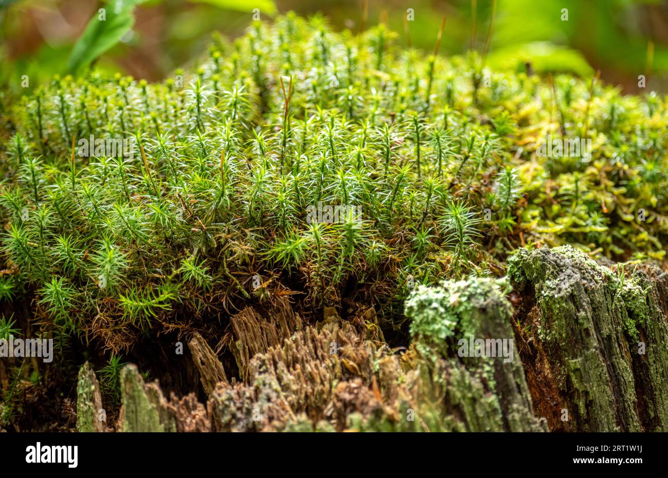 Shoots on the tree stump hi-res stock photography and images - Alamy