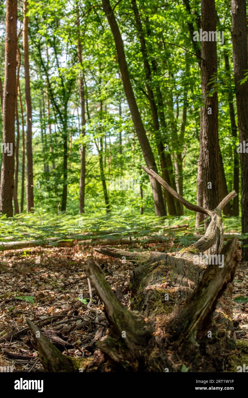 Photography of tree hi-res stock photography and images - Alamy