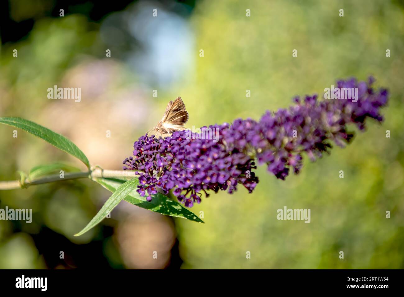 Agate Owl Moth on a Lilac Blossom Stock Photo - Alamy