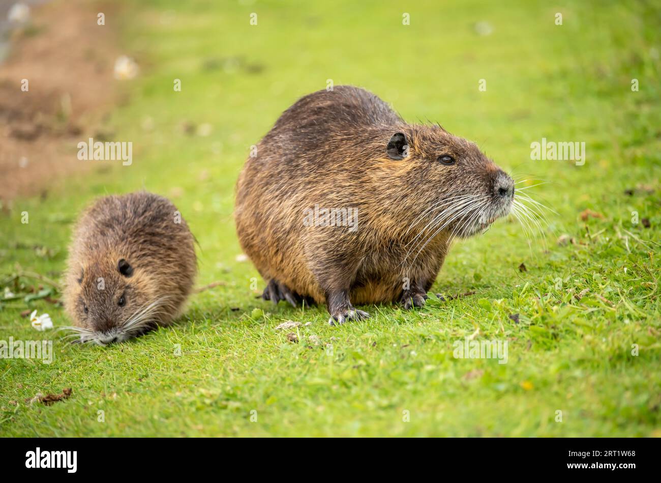 Nutrias and young animal Stock Photo - Alamy