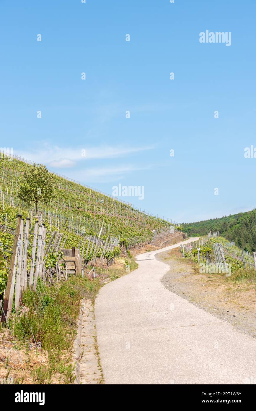 Red wine hiking trail along the vineyard terraces Stock Photo - Alamy