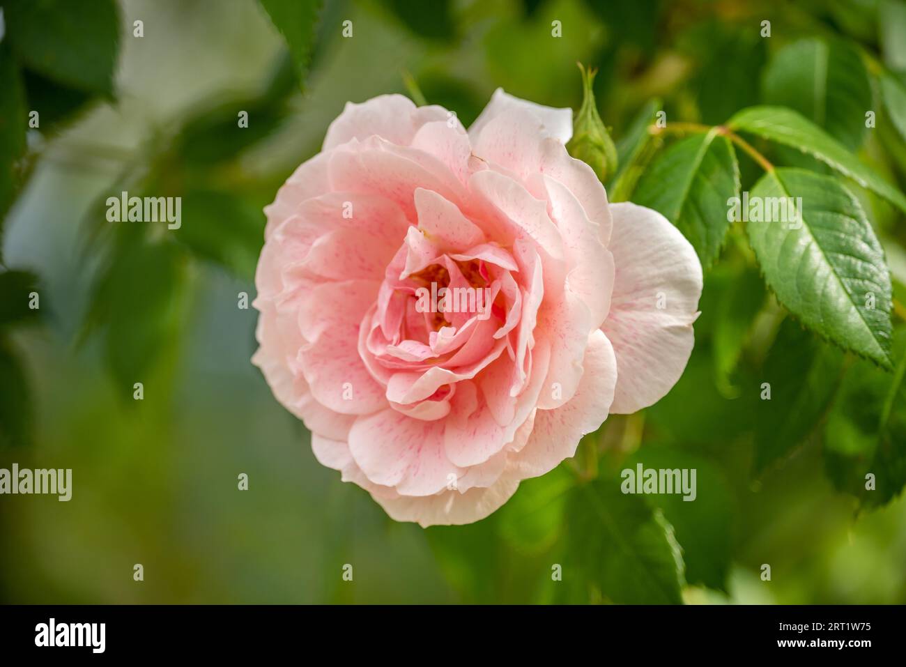 Full flowering plant hi-res stock photography and images - Alamy