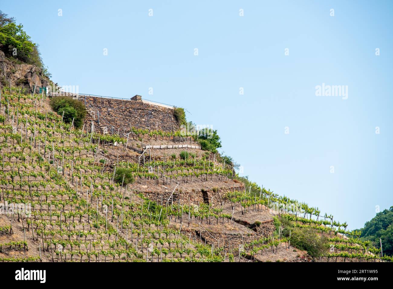 Red wine hiking trail along the vineyard terraces Stock Photo - Alamy