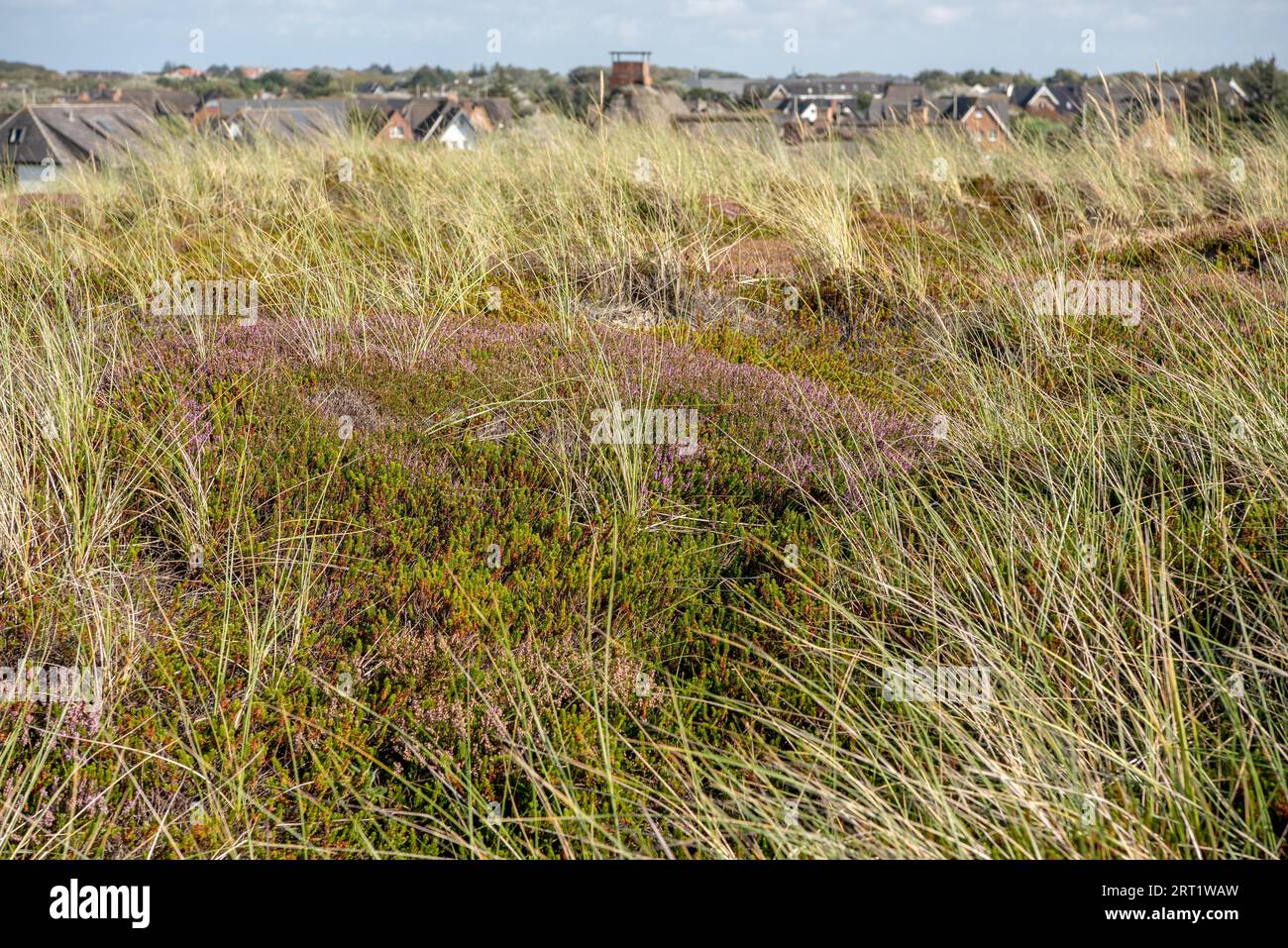 Holiday homes behind a dune Stock Photo - Alamy
